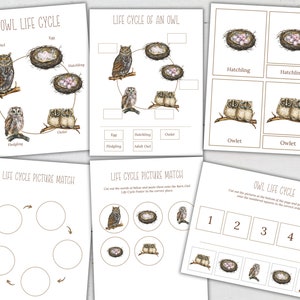 Owls Unit Study: Life Cycle, Anatomy, Homeschool Printable (INSTANT ...