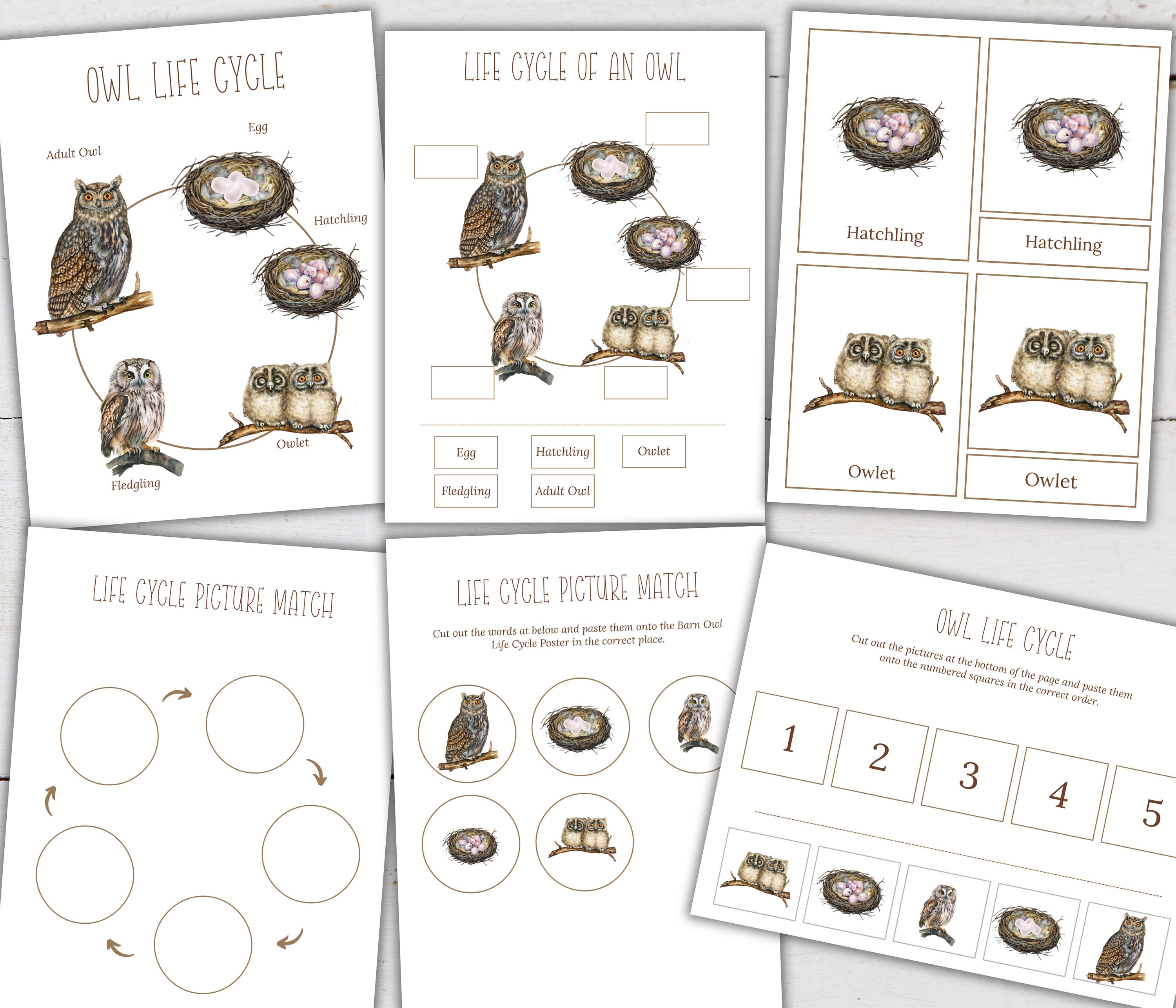 Owls Unit Study: Life Cycle, Anatomy, Homeschool Printable (INSTANT ...