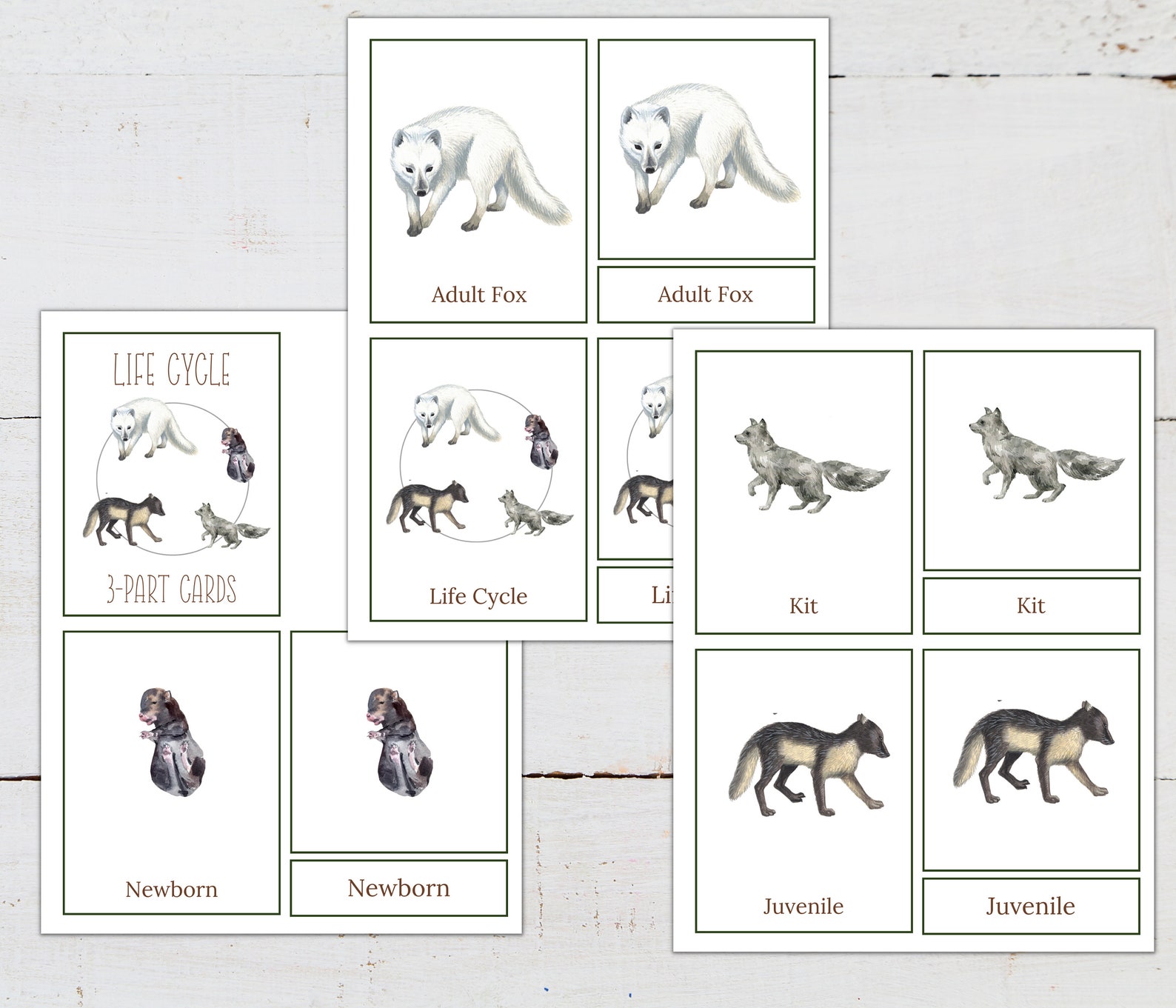 Arctic Fox Unit Study: Homeschool Science Printable (instant Download ...