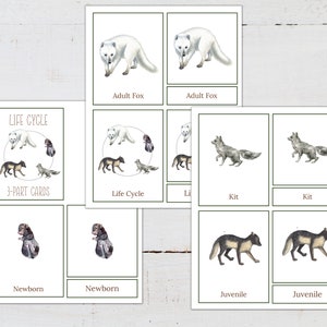 ARCTIC FOX Unit Study, Life Cycle, Anatomy, Nature Study, Science ...