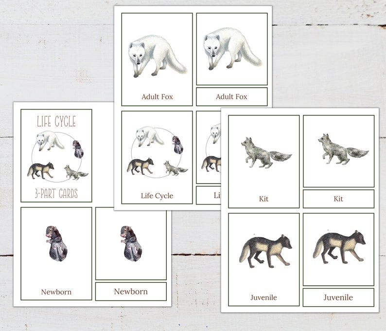 Arctic Fox Unit Study: Homeschool Science Printable (instant Download ...