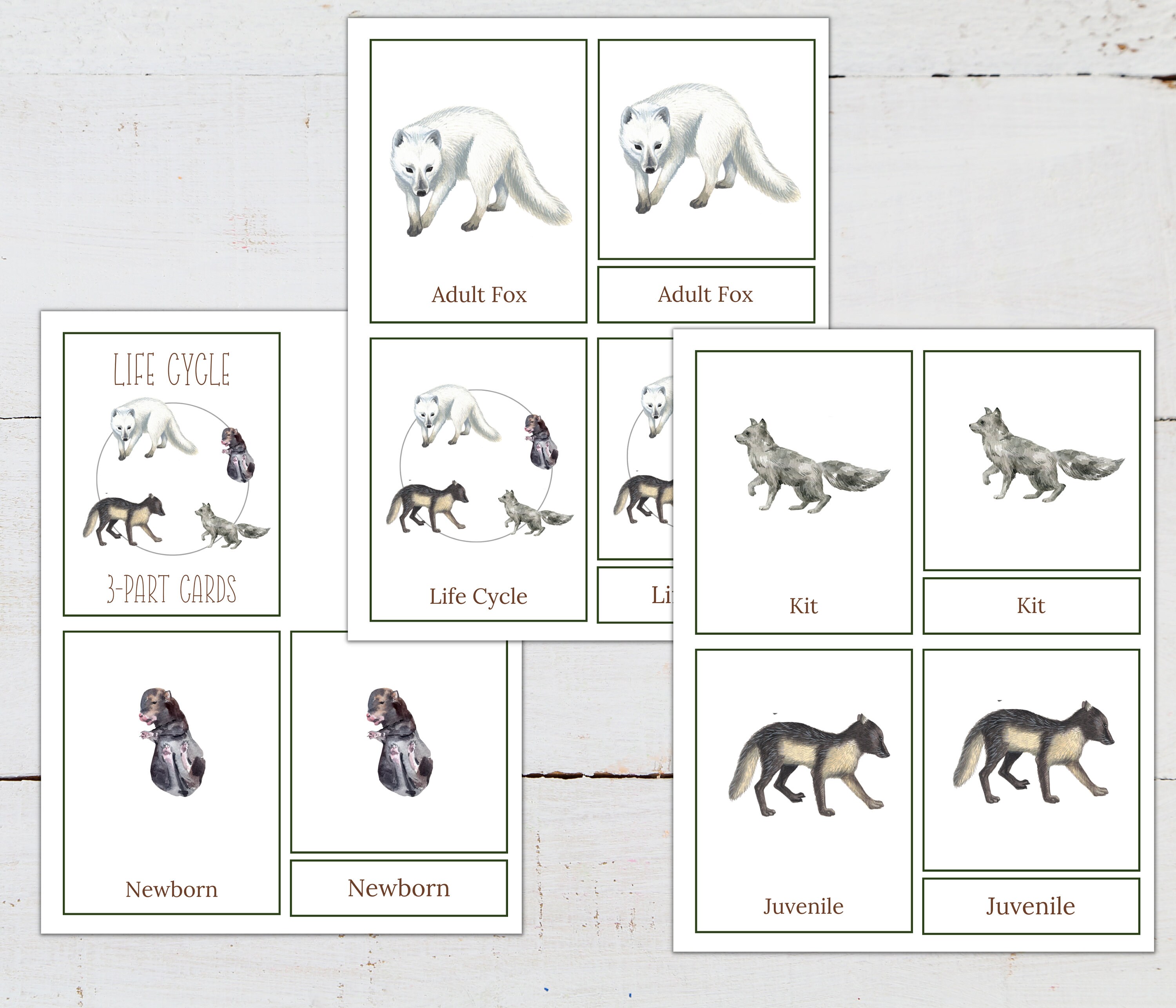 Arctic Fox Unit Study: Homeschool Science Printable (instant Download ...