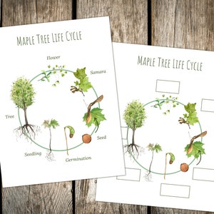 MAPLE TREE Life Cycle, Nature Study, Homeschool Printable, Instant ...