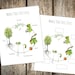 MAPLE TREE Life Cycle, Nature Study, Homeschool Printable, Instant ...