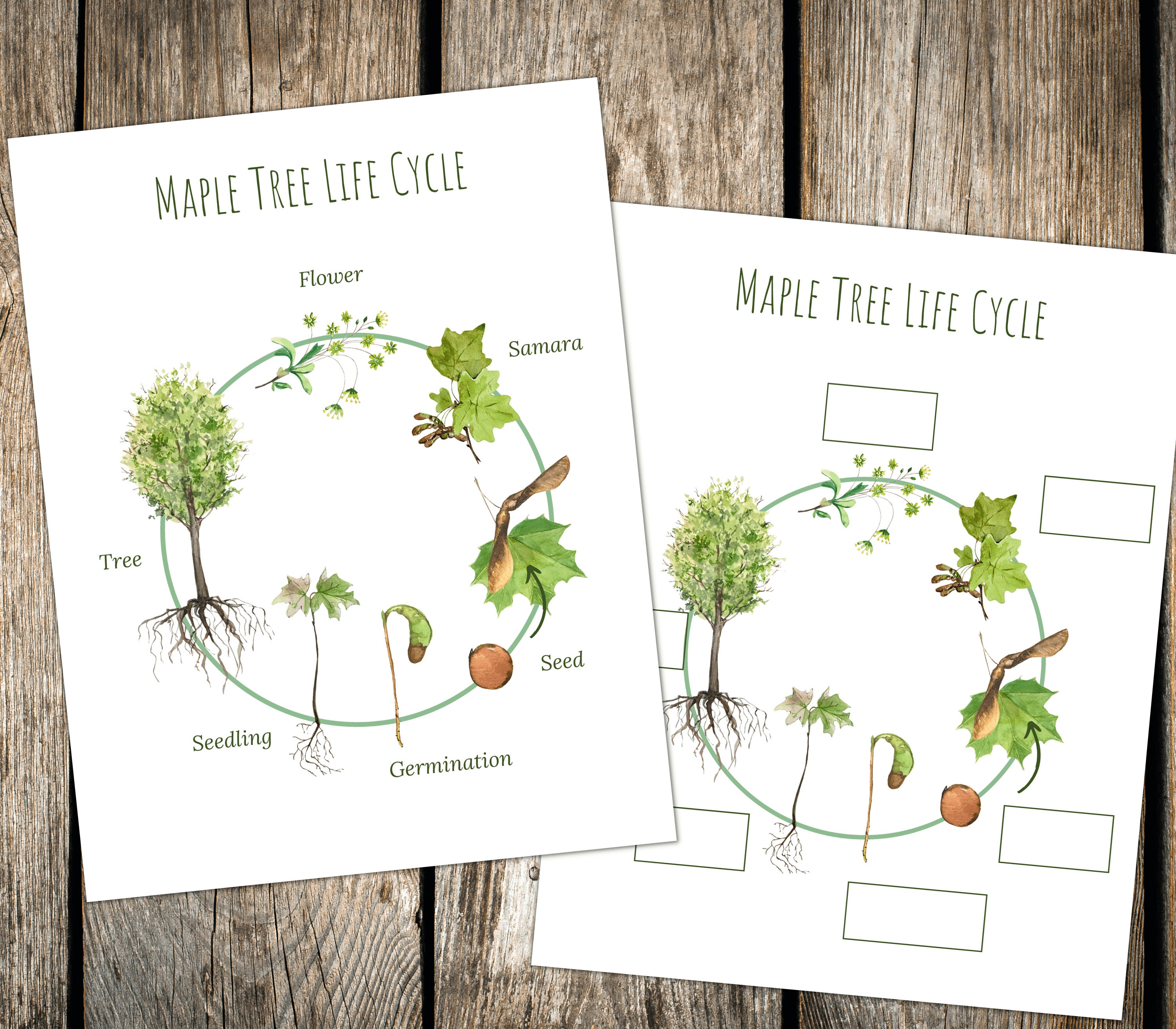 MAPLE TREE Life Cycle, Nature Study, Homeschool Printable, Instant ...