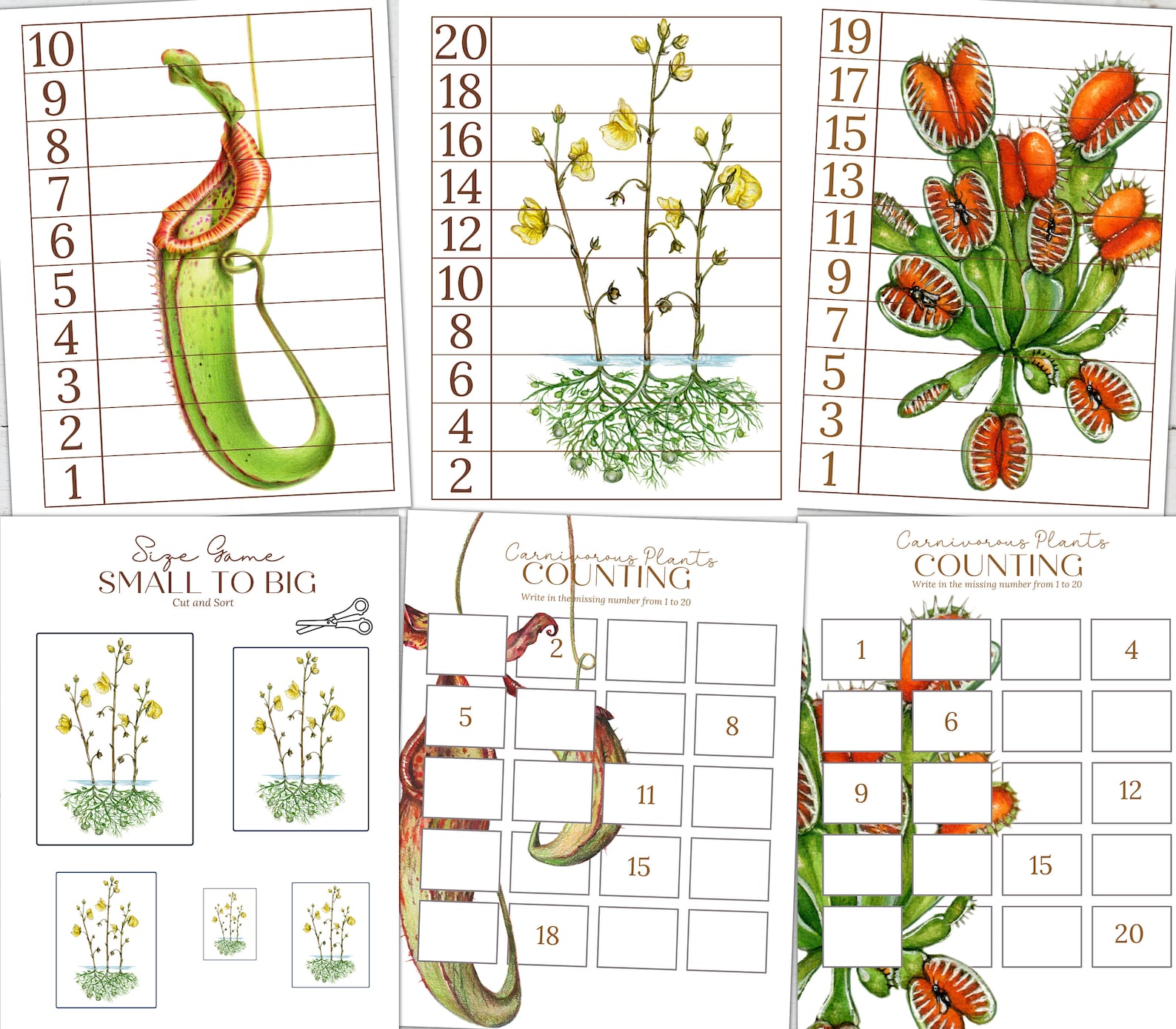 CARNIVOROUS PLANTS Unit Study, Anatomy, Nature Study, Science ...