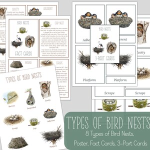 BIRDS UNITS BUNDLE, Bird Activities, Nests, Hatchlings, Beaks ...