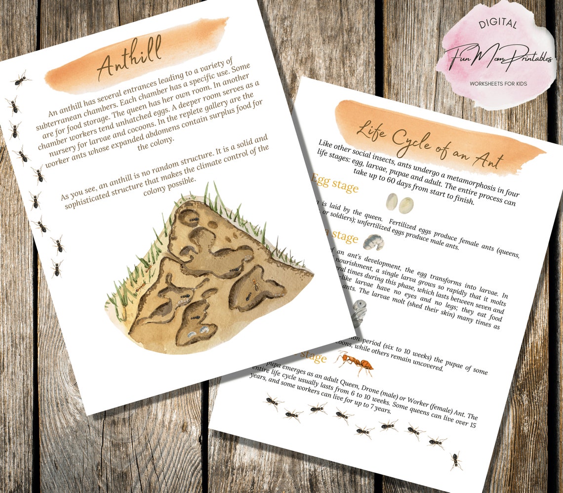 ANT Colony Unit Study Life Cycle Anatomy Nature Study | Etsy