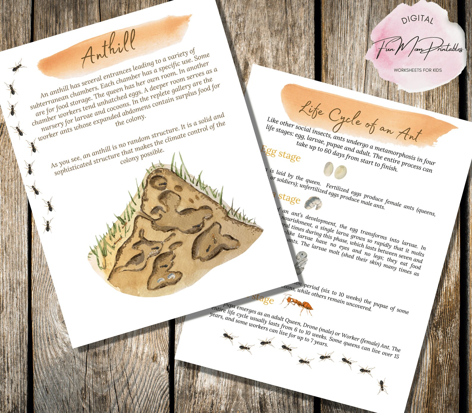 ANT Colony Unit Study Life Cycle Anatomy Nature Study - Etsy