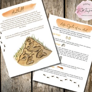 ANT Colony Unit Study Life Cycle Anatomy Nature Study | Etsy