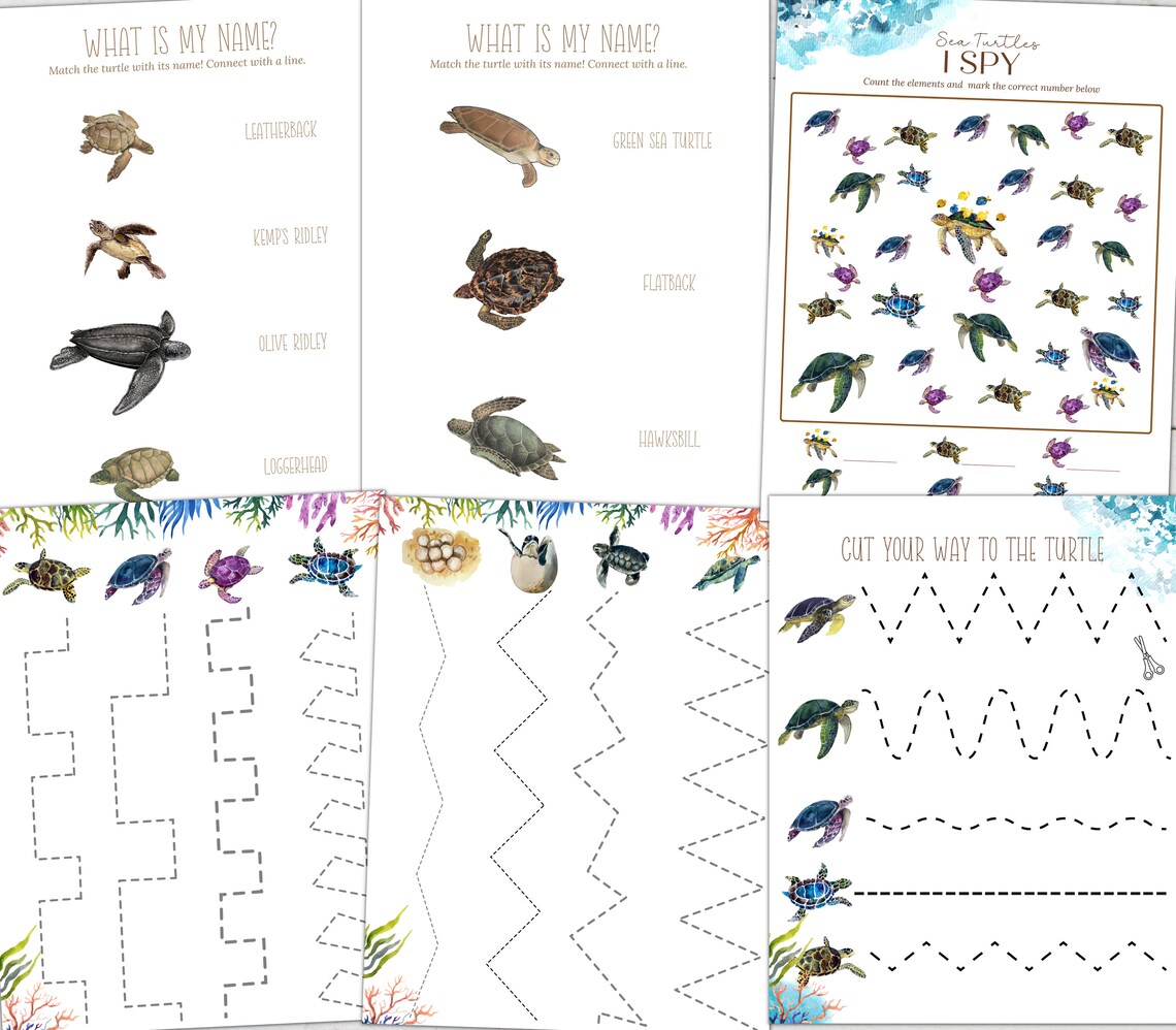 Sea Turtle Unit Study: Homeschool Science Printable (instant Download ...