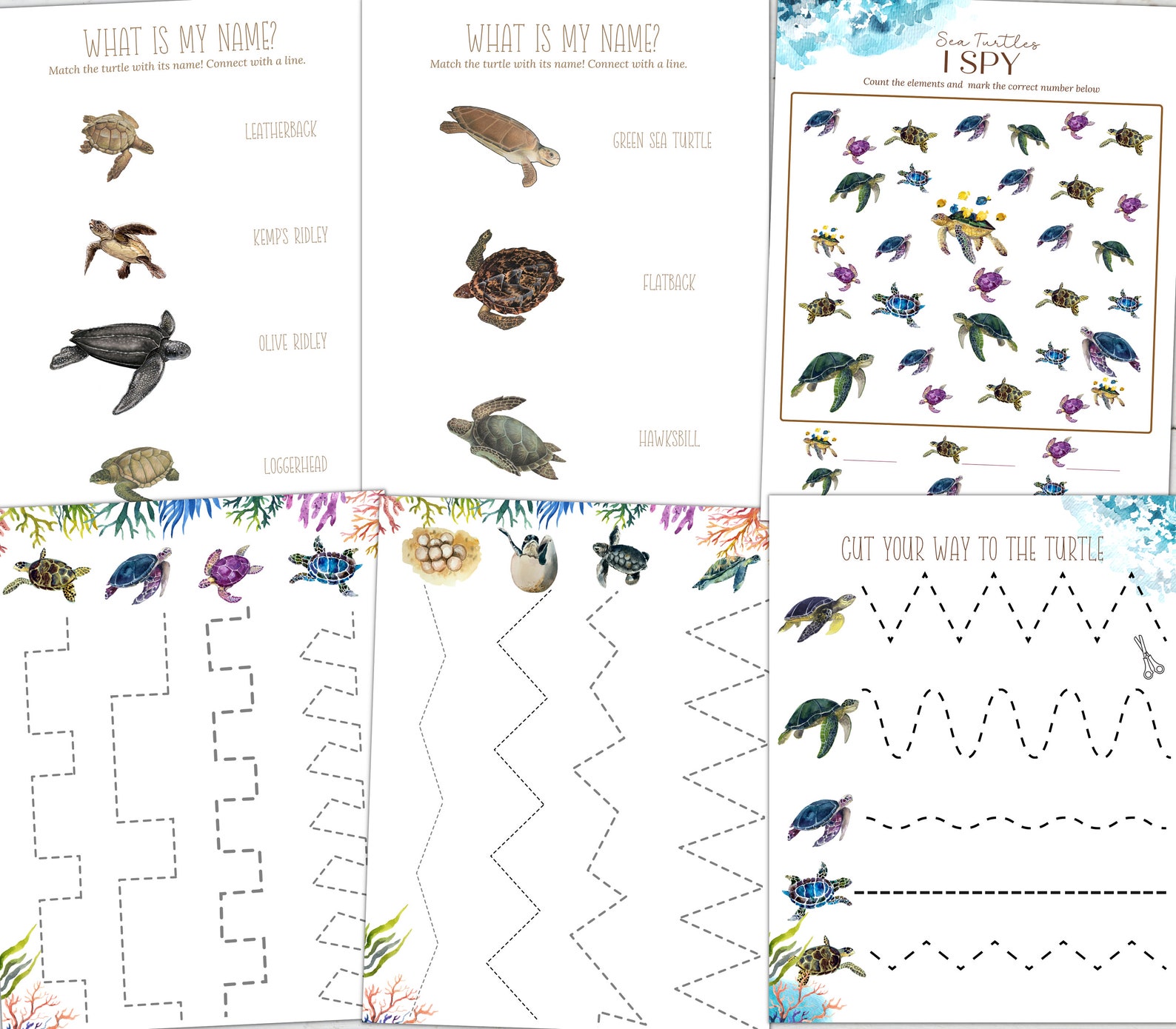Sea Turtle Unit Study: Homeschool Science Printable (instant Download ...