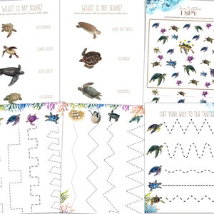 Sea Turtle Unit Study, Life Cycle, Anatomy, Nature Study, Science ...