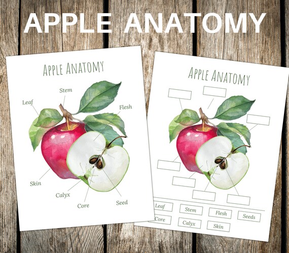 APPLE Anatomy Poster and Labeling Activity Homeschool - Etsy