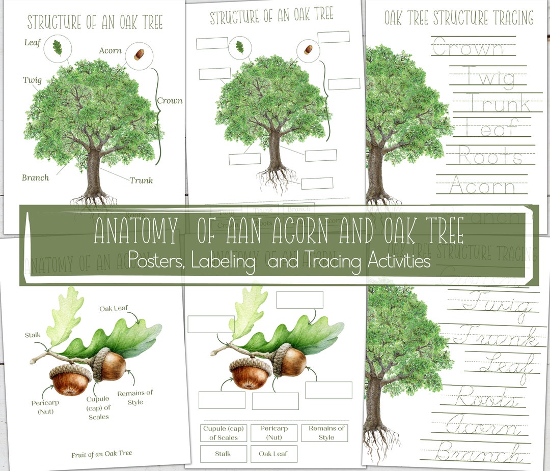 OAK Tree and ACORN Anatomy, Posters + Labeling and Tracing Activities ...