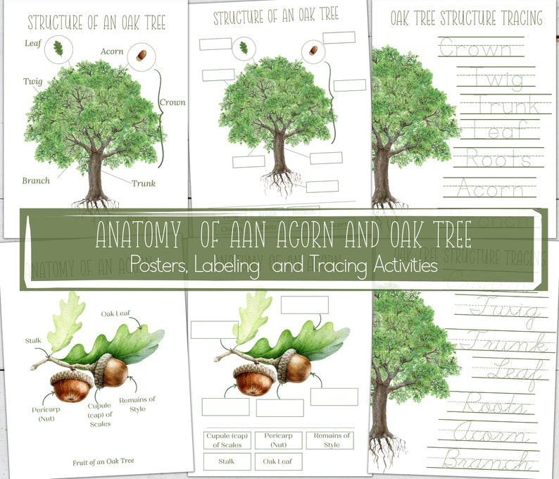 OAK Tree and ACORN Anatomy, Posters + Labeling and Tracing Activities ...
