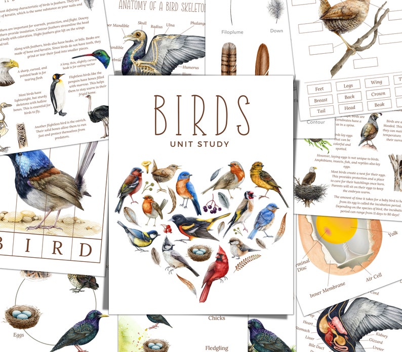 BIRDS UNITS BUNDLE, Bird Activities, Nests, Hatchlings, Beaks ...
