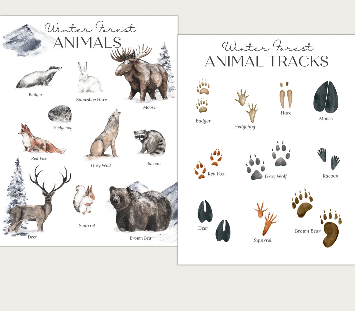 Winter Forest Animals Unit Study: Homeschool Printable (instant ...