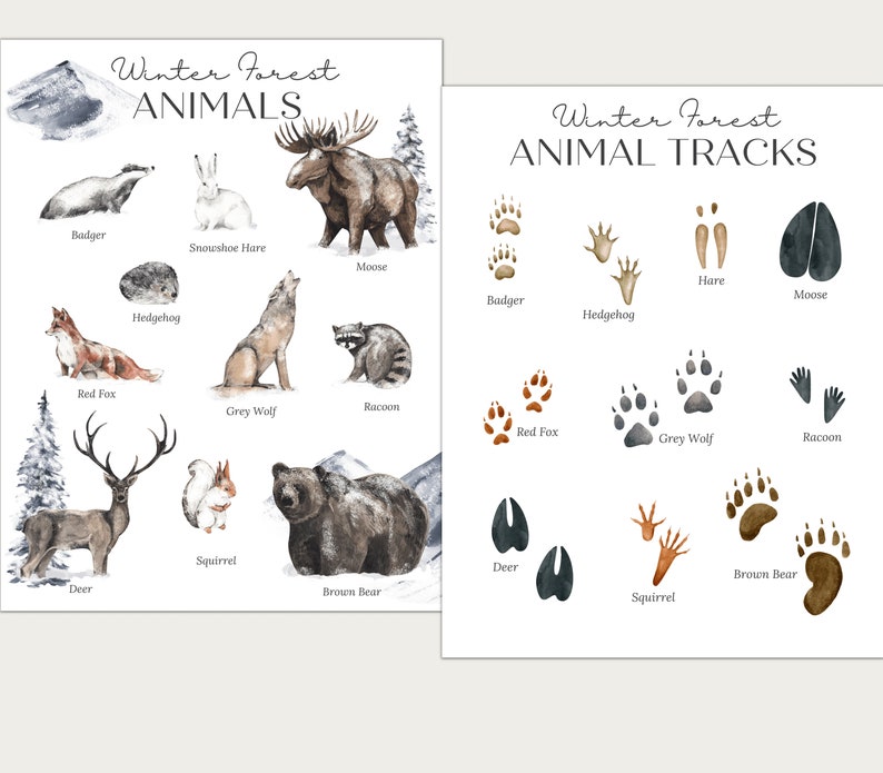 WINTER FOREST ANIMALS Unit Study Anatomy Nature Study - Etsy