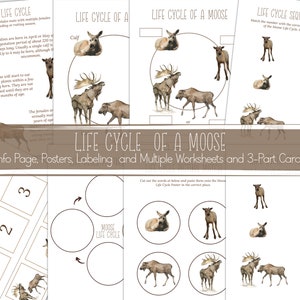 MOOSE Unit Study, Life Cycle, Anatomy, Nature Study, Science ...