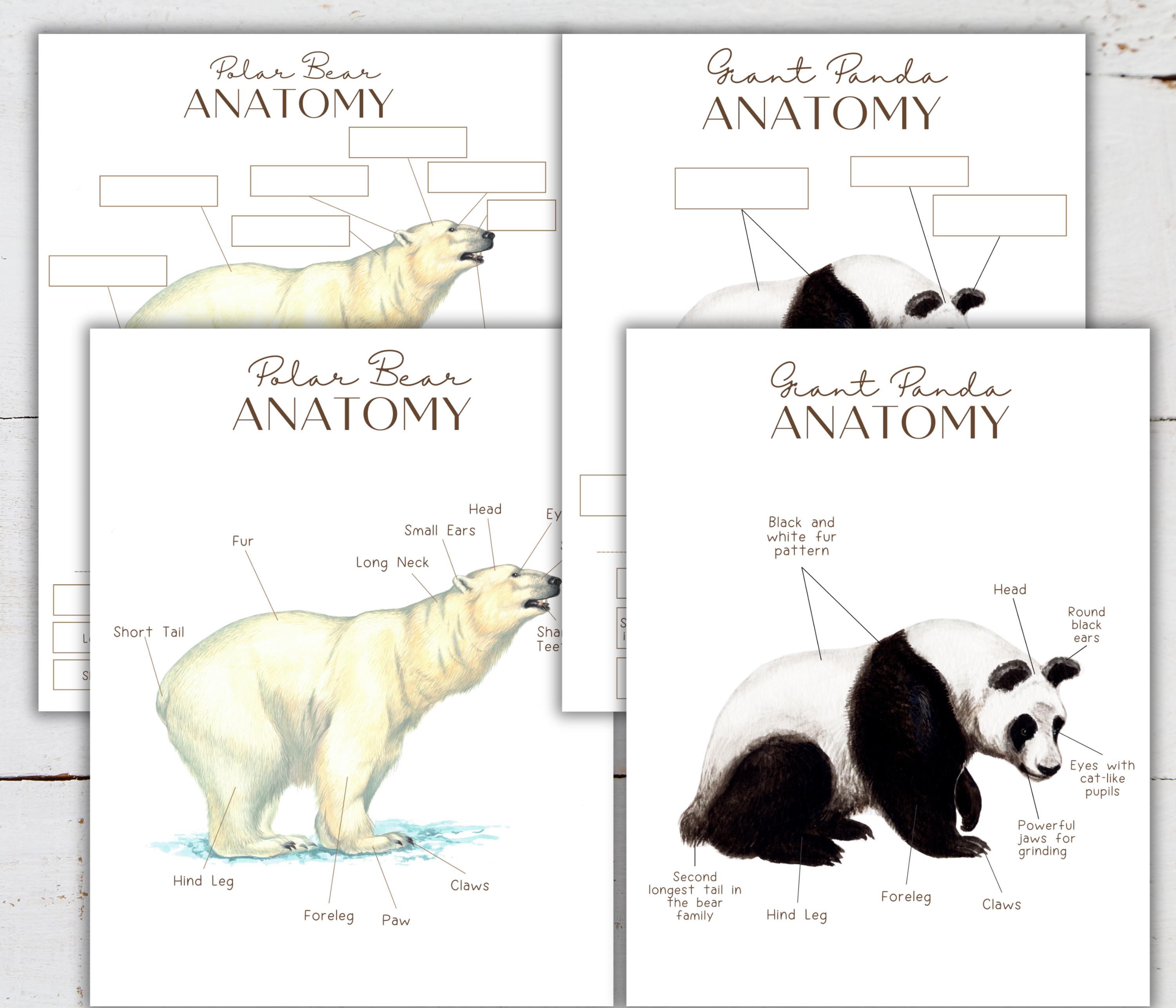 Bears Unit Study: Life Cycle, Anatomy, Homeschool Printable (instant ...