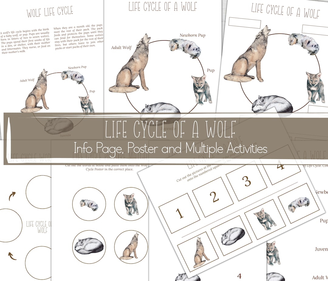 WOLF Life Cycle, Nature Study, Homeschool Printable, Instant Download ...