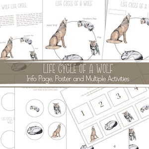 WOLF Life Cycle, Nature Study, Homeschool Printable, Instant Download ...