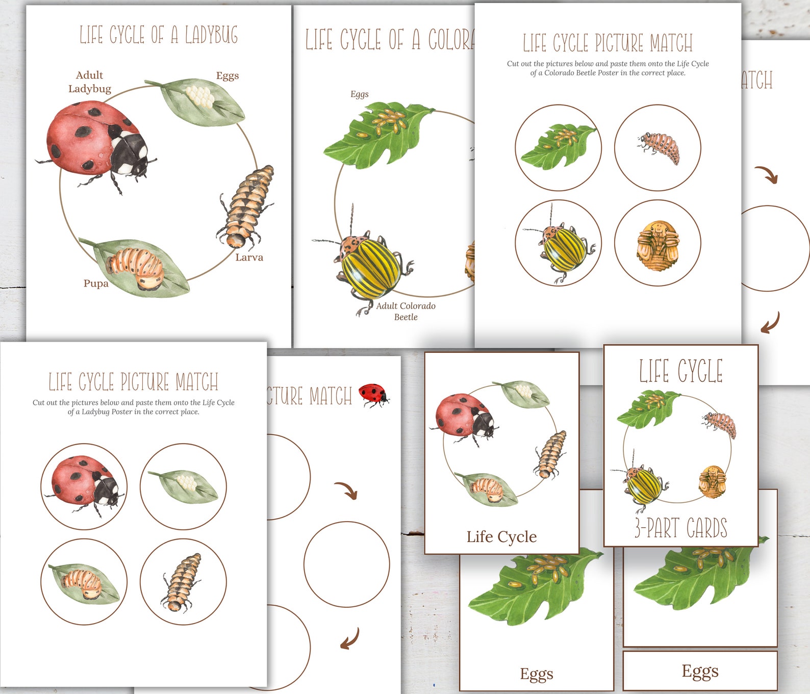 Beetles Unit Study: Homeschool Science Printable (instant Download) - Etsy