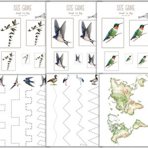 Migratory Birds Unit Study: Homeschool Printable (instant Download) - Etsy