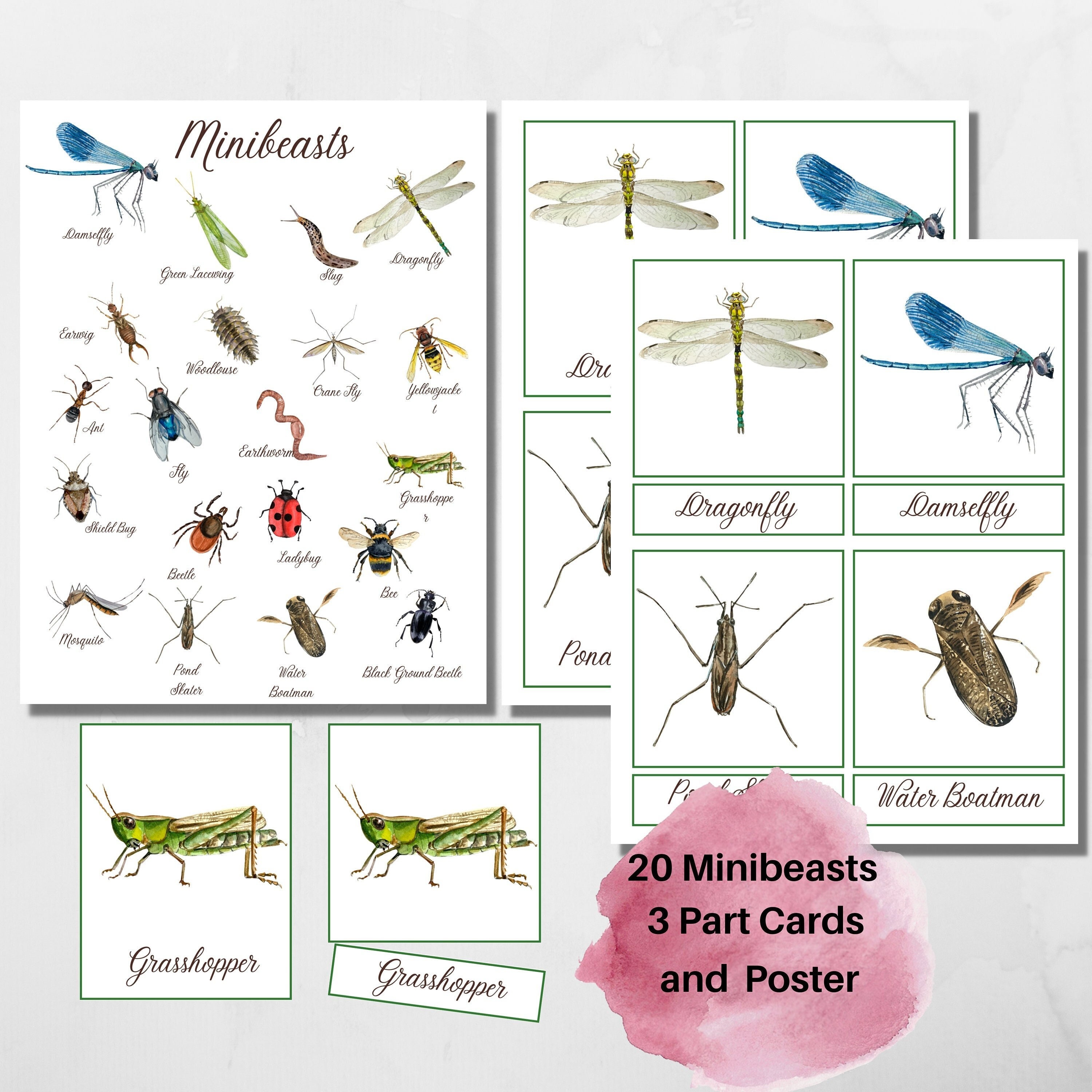 Minibeast 3 Part Cards and Miniposter Bugs Insects Nature - Etsy