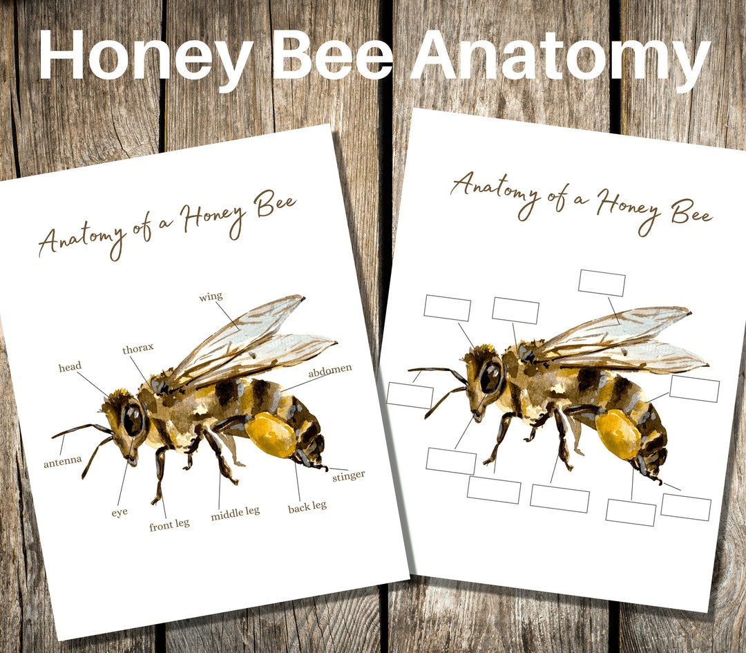 Bee Anatomy Poster and Labeling Activity Homeschool Instant - Etsy India