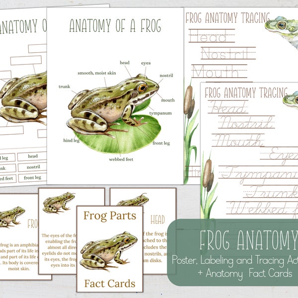 Frog Anatomy - Etsy
