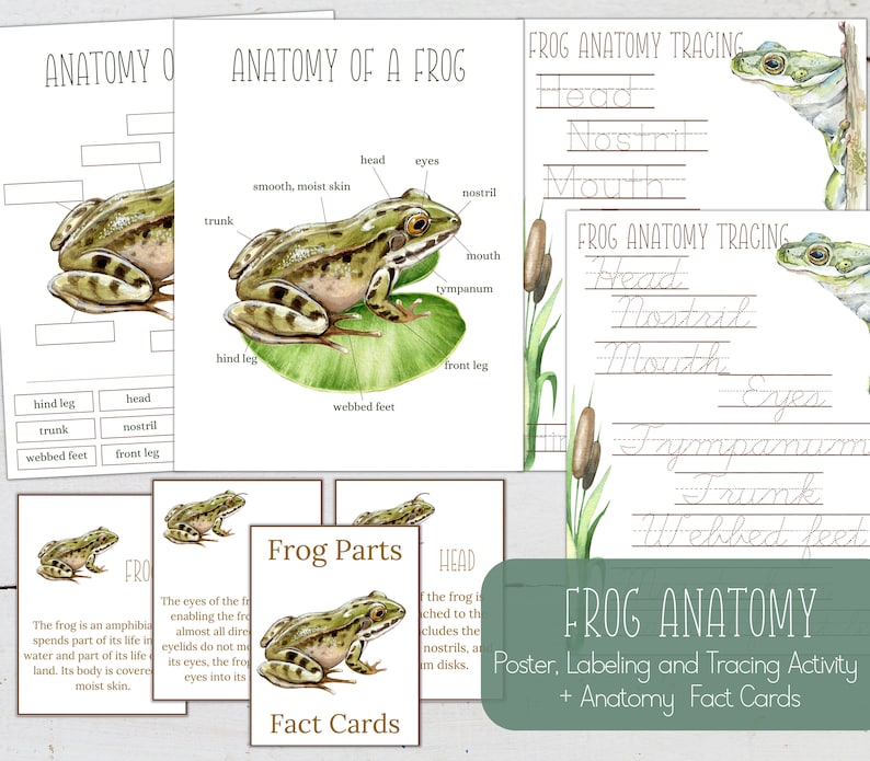 FROG Anatomy Poster Labeling Activity Fact Cards and - Etsy UK