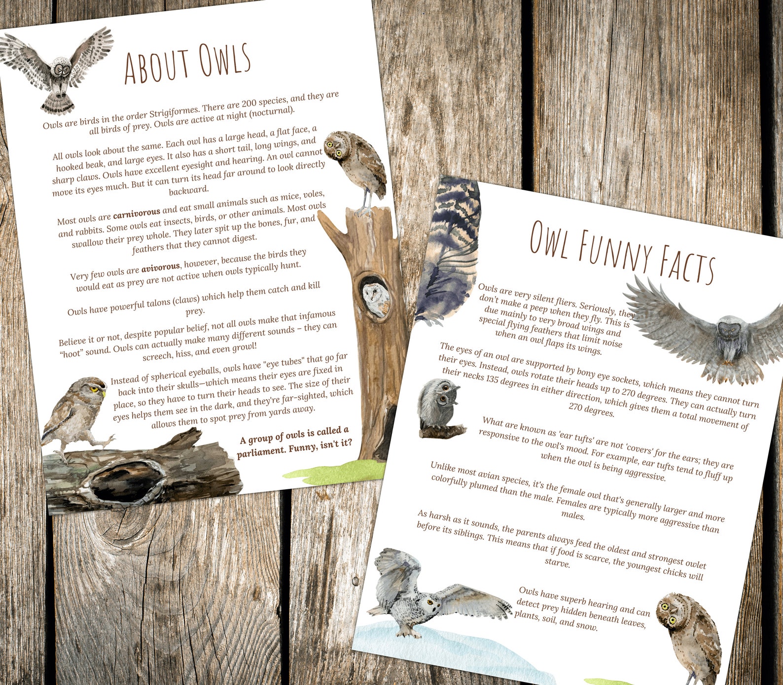 OWLS Unit Study Life Cycle Anatomy Nature Study Science - Etsy