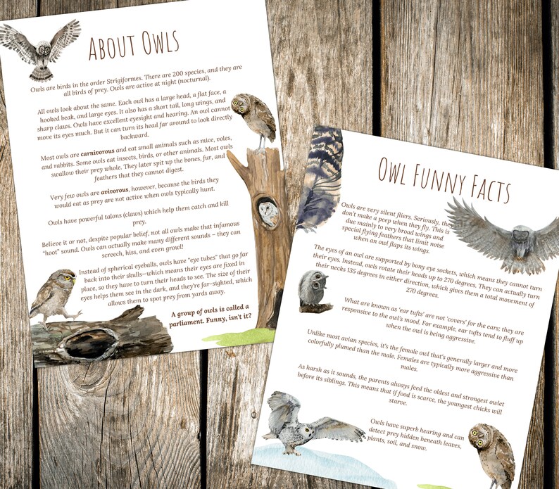 OWLS Unit Study Life Cycle Anatomy Nature Study Science - Etsy