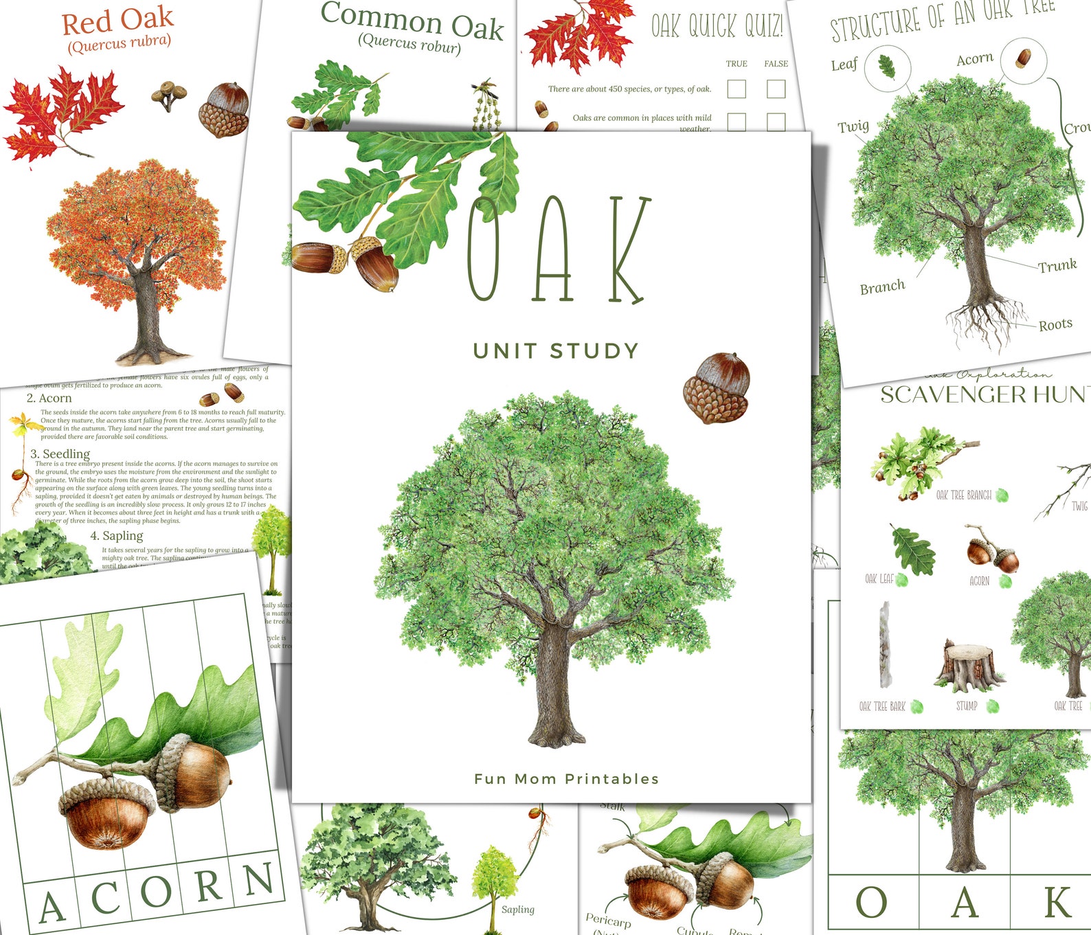 OAK Unit Study, Life Cycle, Anatomy, Nature Study, Science, Handwriting ...