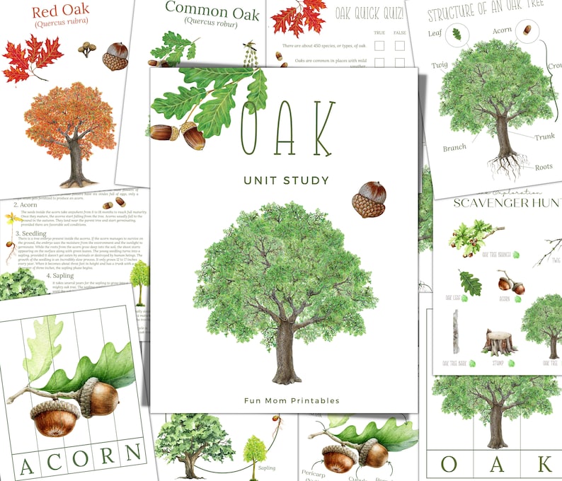 OAK Unit Study, Life Cycle, Anatomy, Nature Study, Science, Handwriting ...