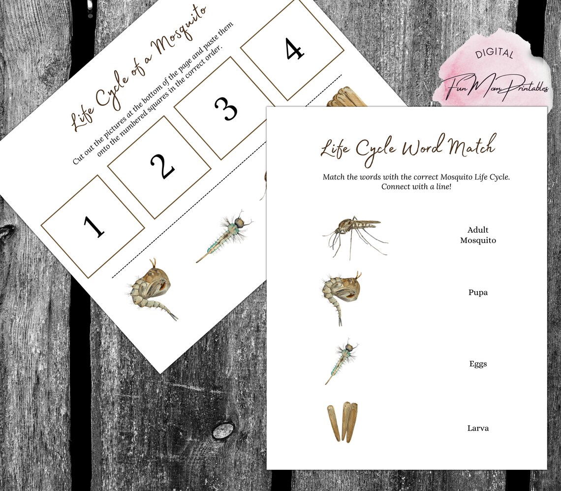 MOSQUITO Unit Study Life Cycle Anatomy Nature Study - Etsy