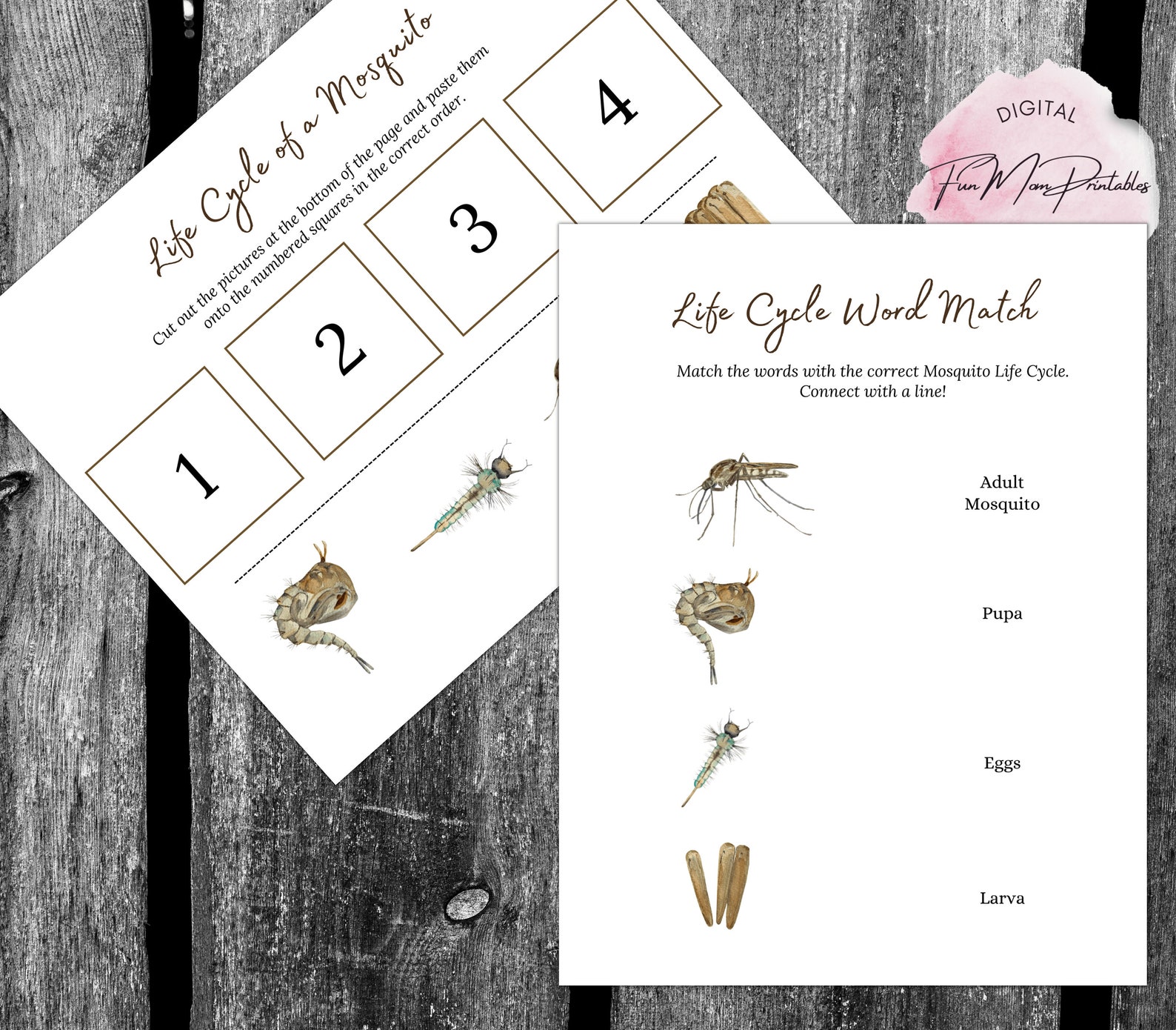 MOSQUITO Unit Study Life Cycle Anatomy Nature Study - Etsy