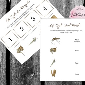 MOSQUITO Unit Study Life Cycle Anatomy Nature Study - Etsy