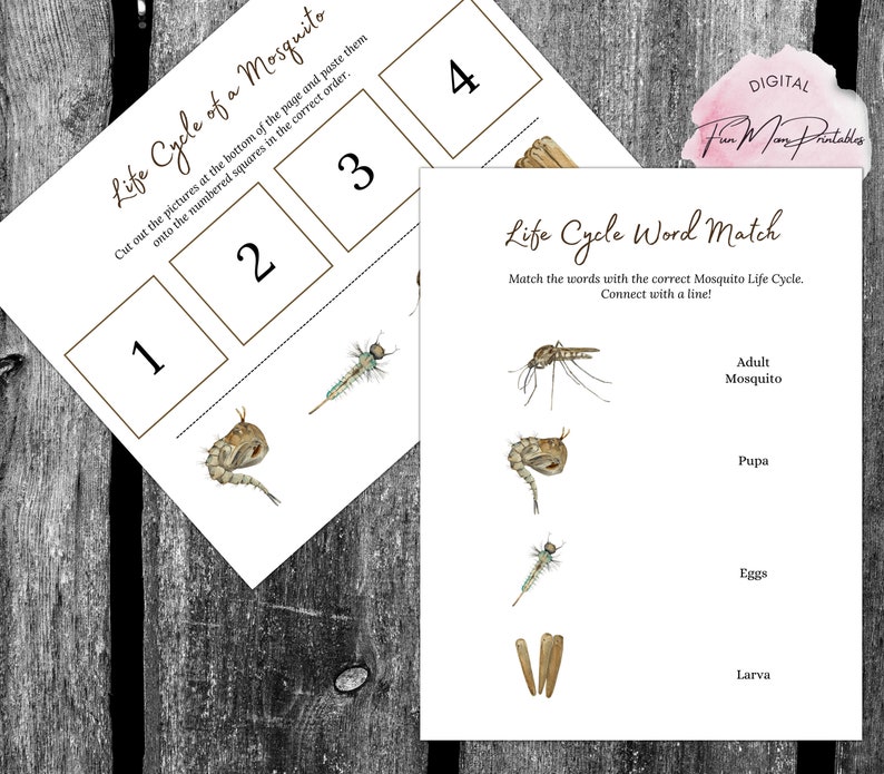 MOSQUITO Unit Study Life Cycle Anatomy Nature Study - Etsy