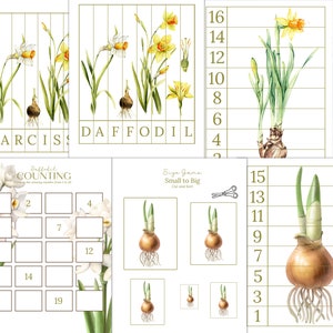 Daffodil Unit Study: Homeschool Science Printable (instant Download) - Etsy