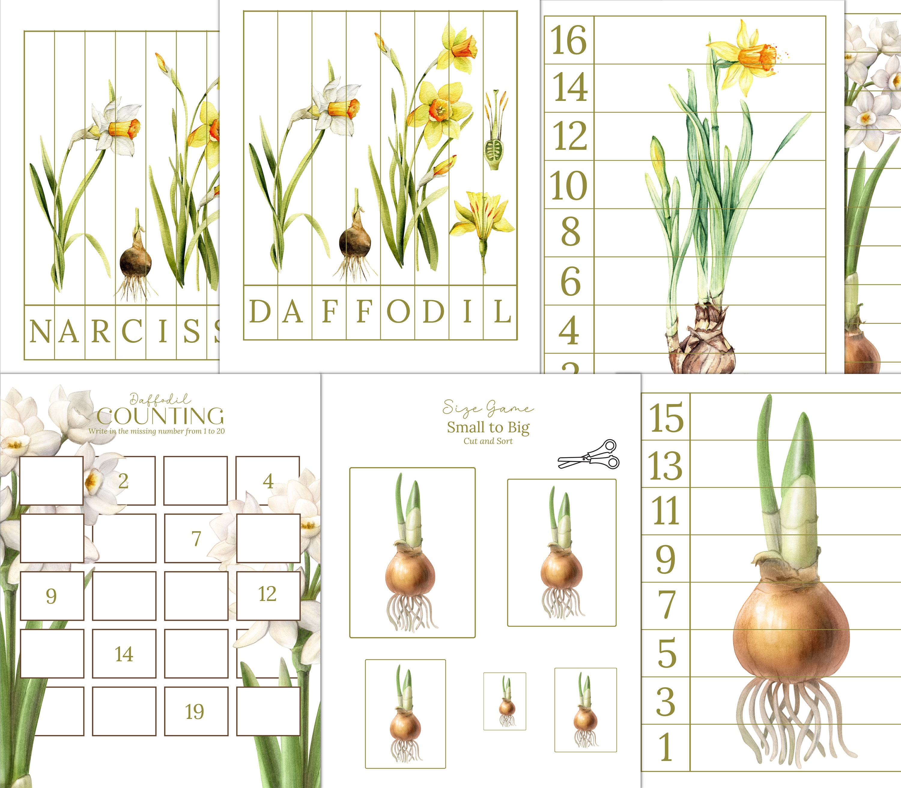 DAFFODIL Unit Study Life Cycle Anatomy Nature Study - Etsy UK