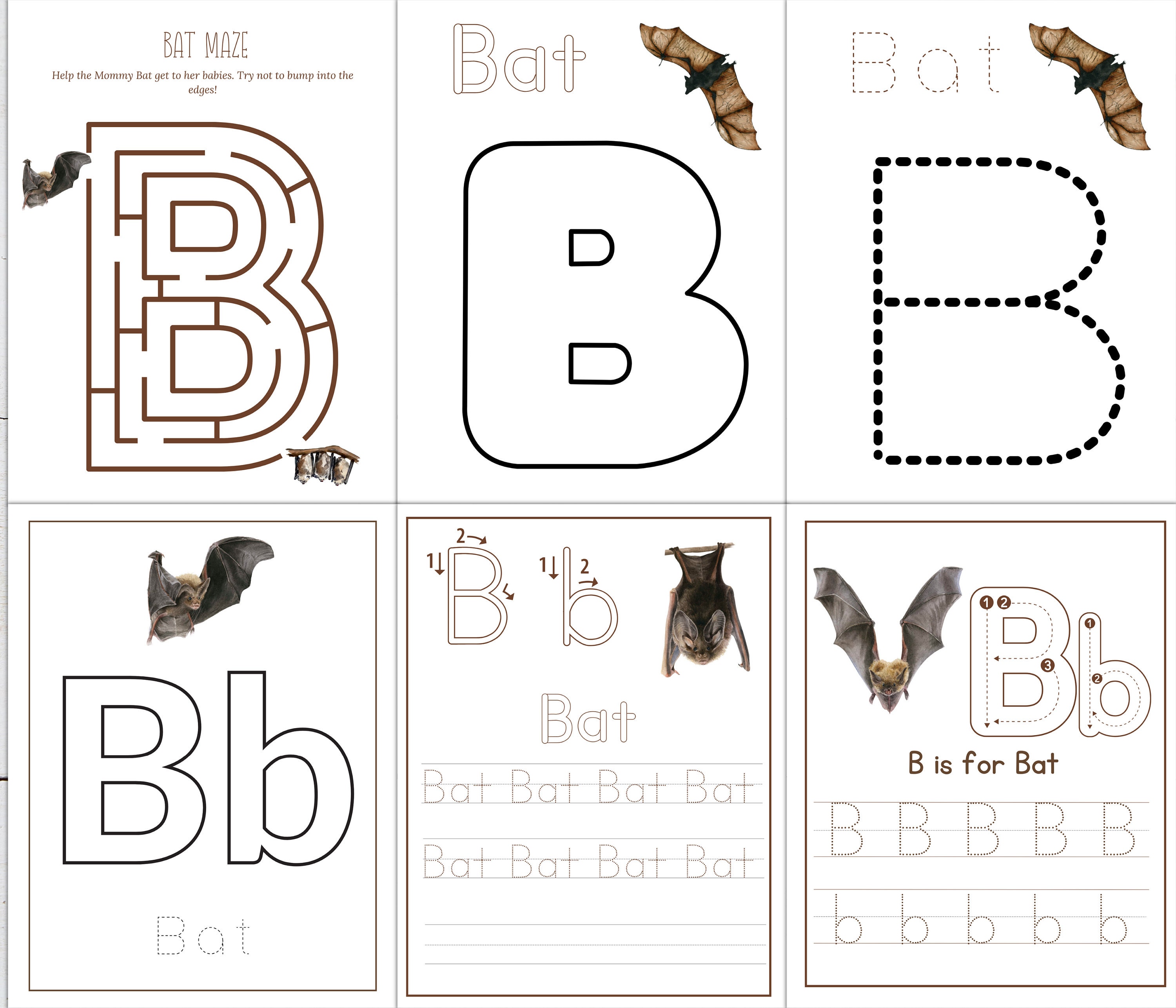 Bats Unit Study: Life Cycle, Anatomy, Homeschool Printable (instant ...