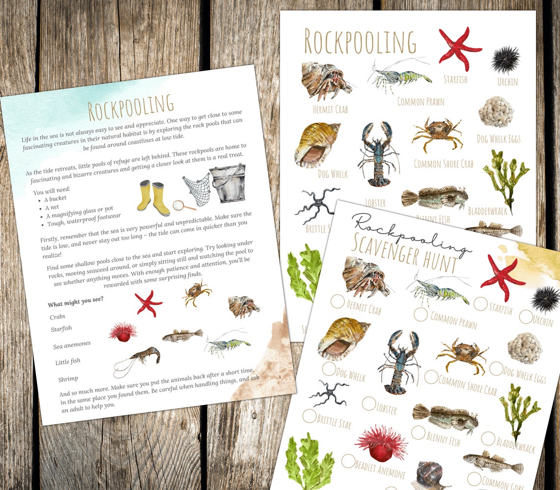 BEACH Unit Study Anatomy Nature Study Science Handwriting - Etsy