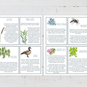 POND ECOSYSTEM Mini Poster, Fact Cards and 3 Part Cards, Nature ...