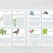 POND ECOSYSTEM Mini Poster, Fact Cards and 3 Part Cards, Nature ...