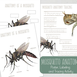 MOSQUITO Unit Study, Life Cycle, Anatomy, Nature Study, Science ...