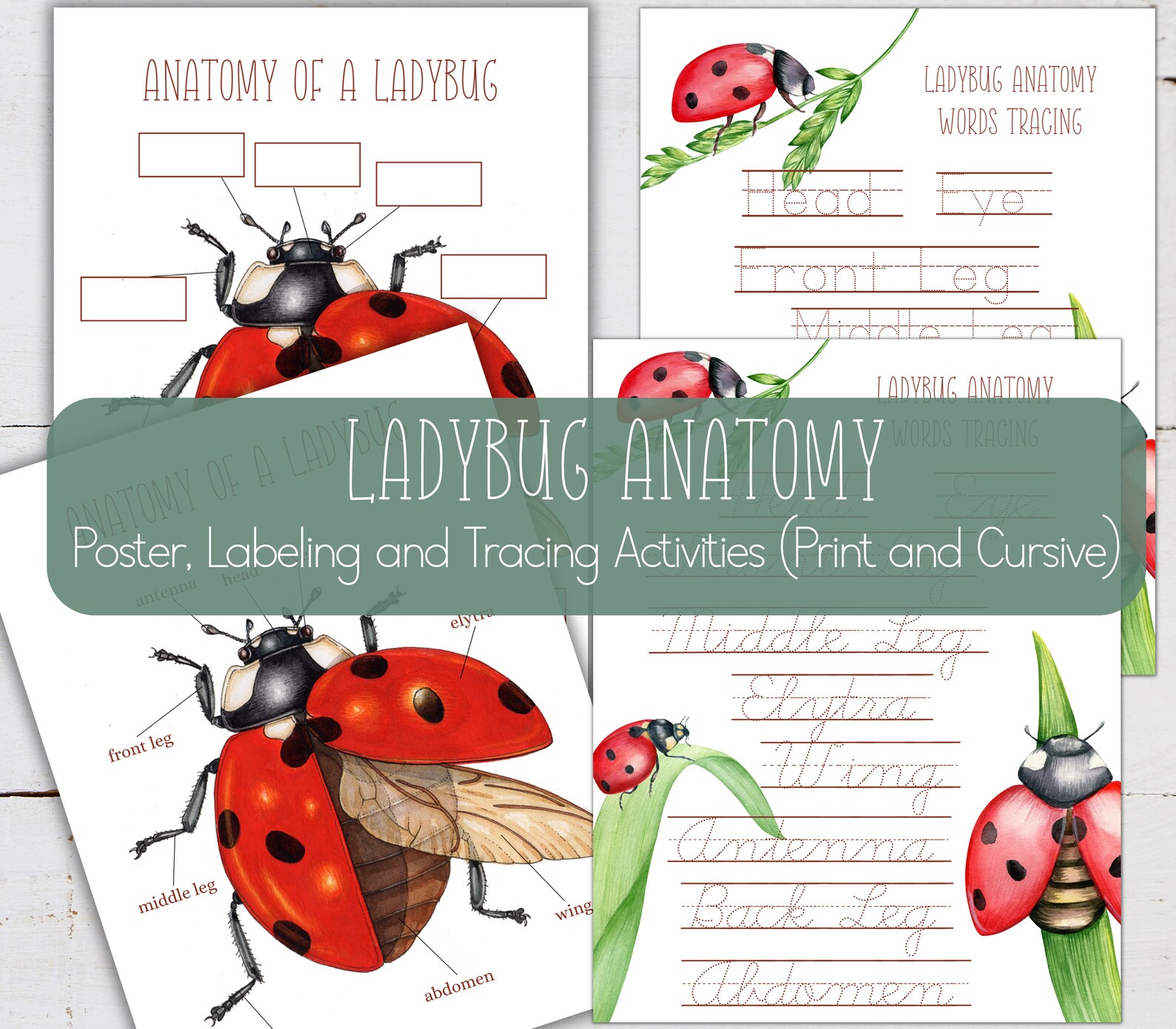 LADYBUGS Unit Study, Nature Study, Ladybug Activities, Science ...
