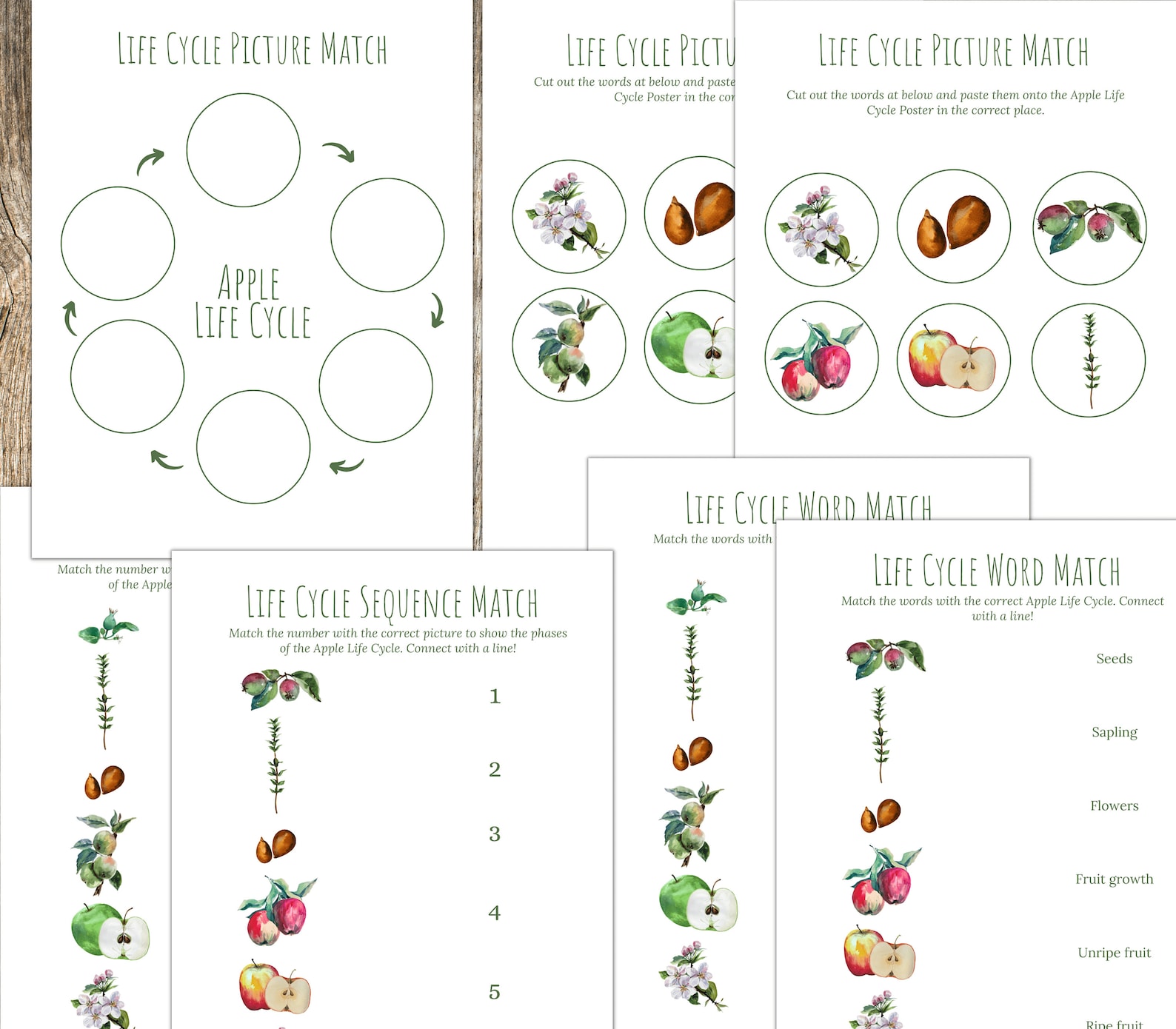 APPLE Unit Study Life Cycle Anatomy Nature Study Science - Etsy
